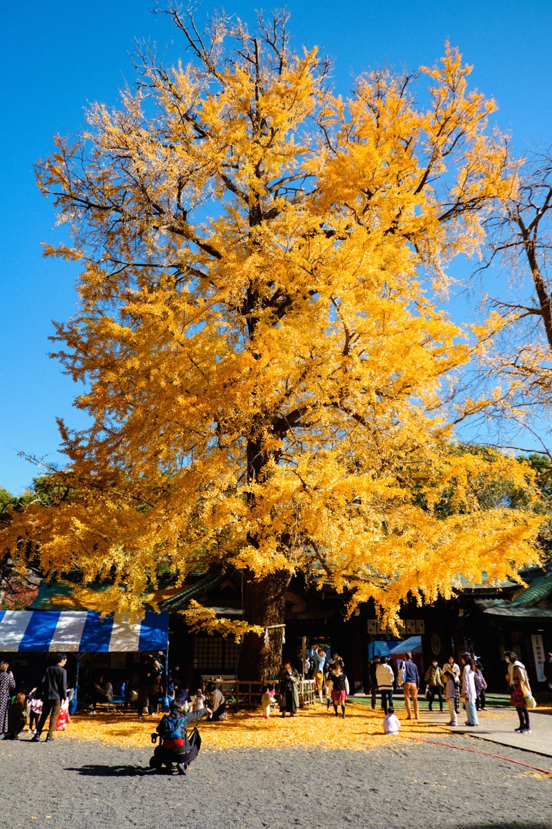 Proposal Ninja | Engagement proposal photography in Japan